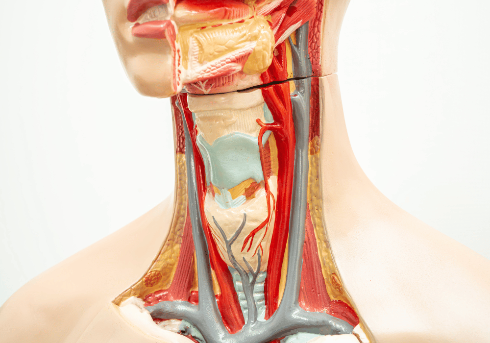 Adult VS Child Choking Training: Key Differences You Need to Know | CPR ...